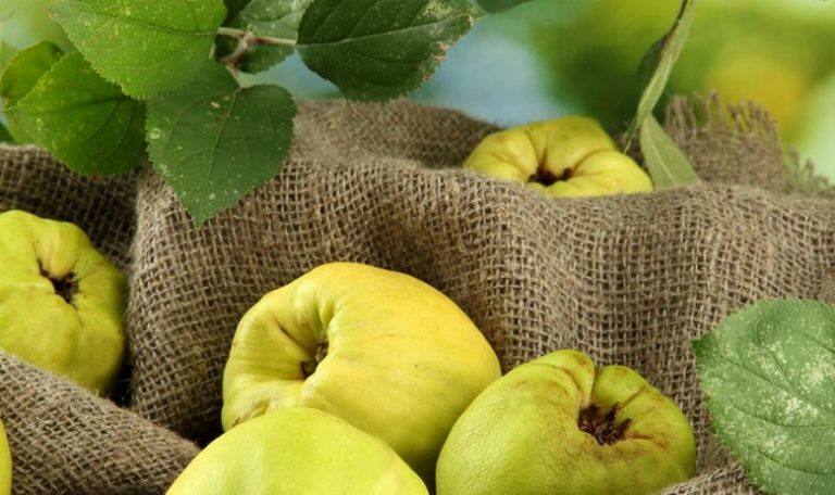 Indexi – Žute dunje